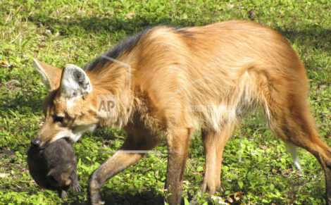 Near-threatened maned wolves have 4 pups; father wolf is from Kansas ...
